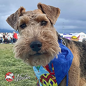 Fromm Four-Star Nutritionals Salmon A La Veg Dog Food - Premium Dry Dog Food - Salmon Recipe - 26 lb