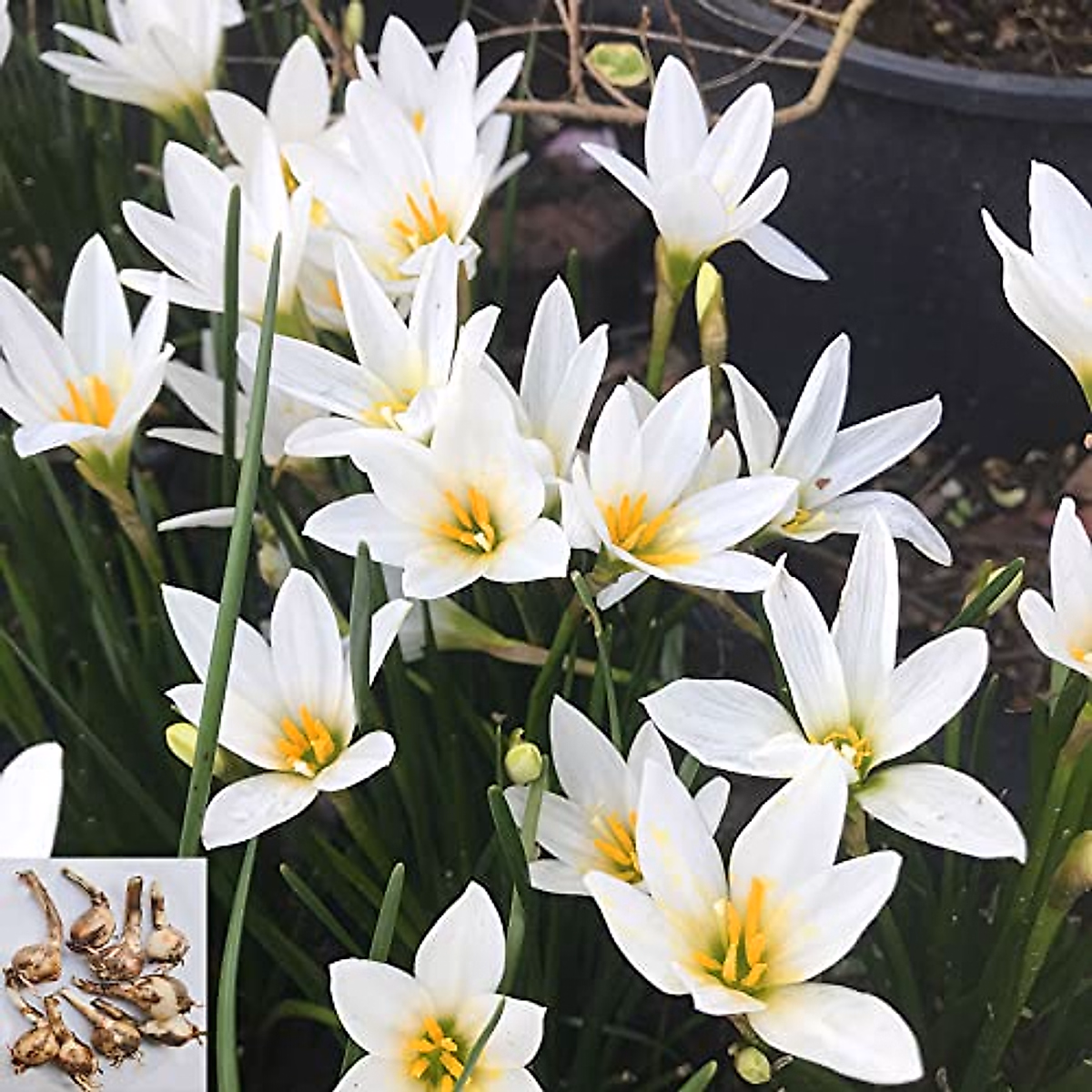 10pcs snowdrops Bulbs for Planting Now Spring Flowering Bulbs Double Single Spring Flowering Bulb Collection Pack Wild Daffodil snowdrops Bulbs in The Green .Diameter: 0.8 in.