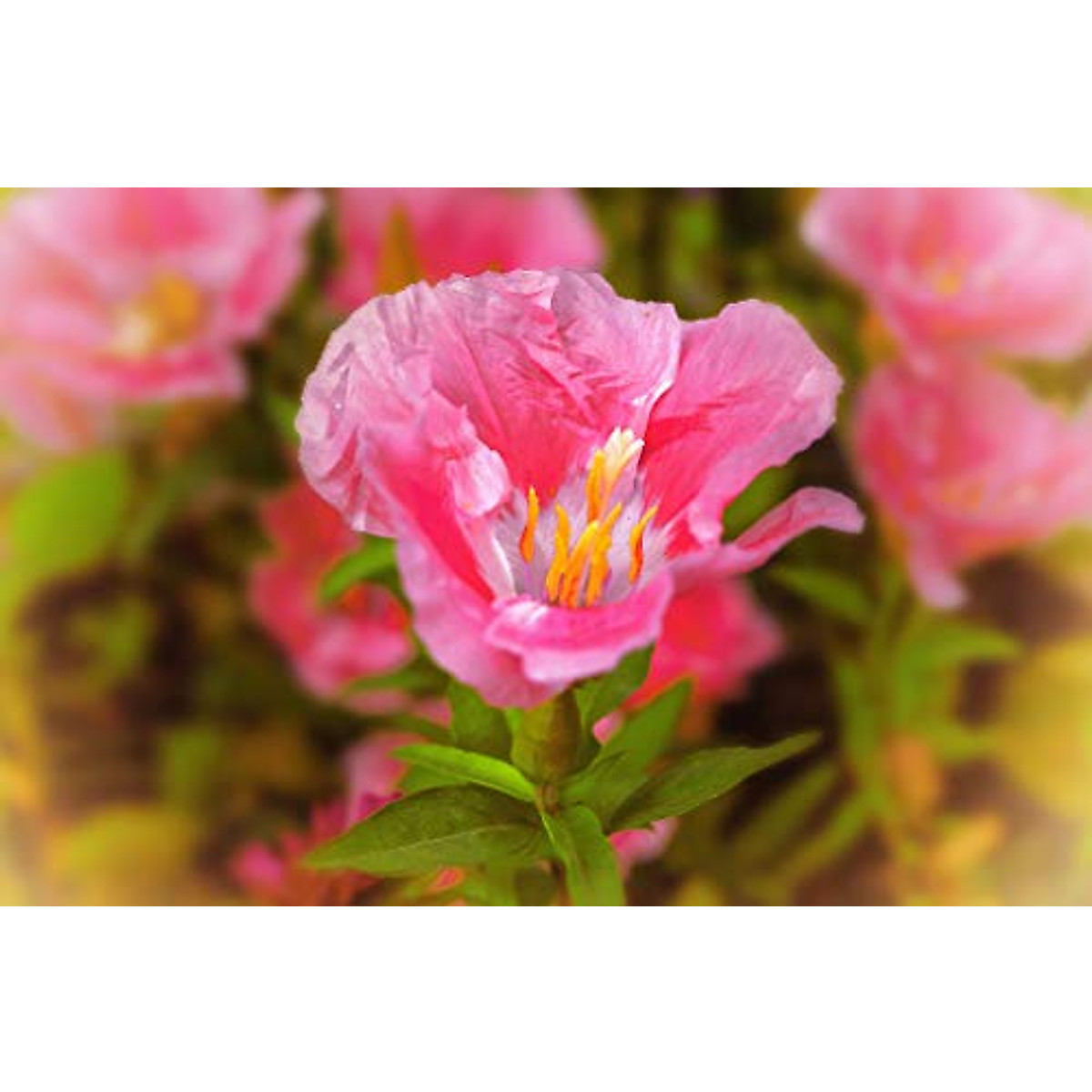 "Maiden Blush" Pink Godetia Flower Seeds for Planting, 1500+ Flower Seeds Per Packet, (Isla's Garden Seeds), Non GMO & Heirloom Seeds, Scientific Name: Clarkia Amoena, Great Home Flower Garden Gift