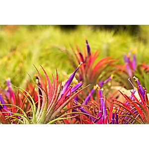 Air Plants Live, 10 Red Tillandsia Air Plants Live Houseplants for Growing Indoors Outdoors, 2 to 3 Inches Tall, Tillandsia Plants Live, Live Air Plants