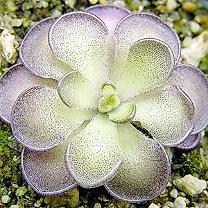 QAUZUY GARDEN 25 Rare Butterwort Plant Seeds Pings Pinguicula, Mexican Butterwort Carnivorous Plant Seeds - Exotic Succulent Plant for Patios Counters Succulent Baskets