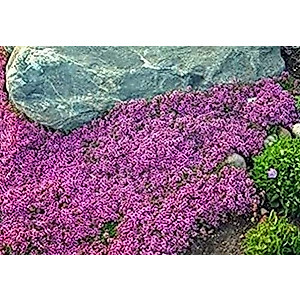 1000 Creeping Thyme Seeds - Thymus Serpyllum- Perennial Ground Cover