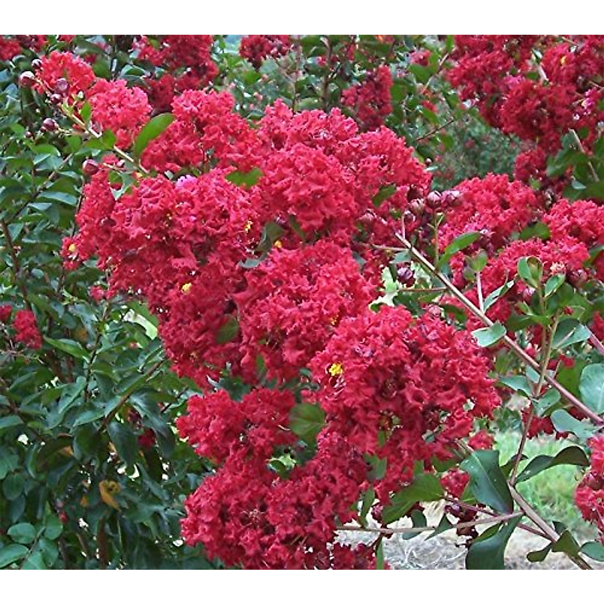 Centennial Spirit Crape Myrtle, Pack of 5, Bright Red, Matures 14'-16' (2-4ft Tall When Shipped, Well Rooted with Pot in Soil)