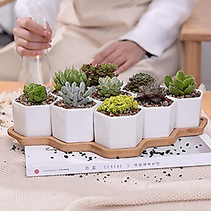 Zamtac Set of 9 Hexagon Flowerpots White Ceramic Succulent Plant Pot with Bamboo Stand Bonsai Planter Home Decor Ornament