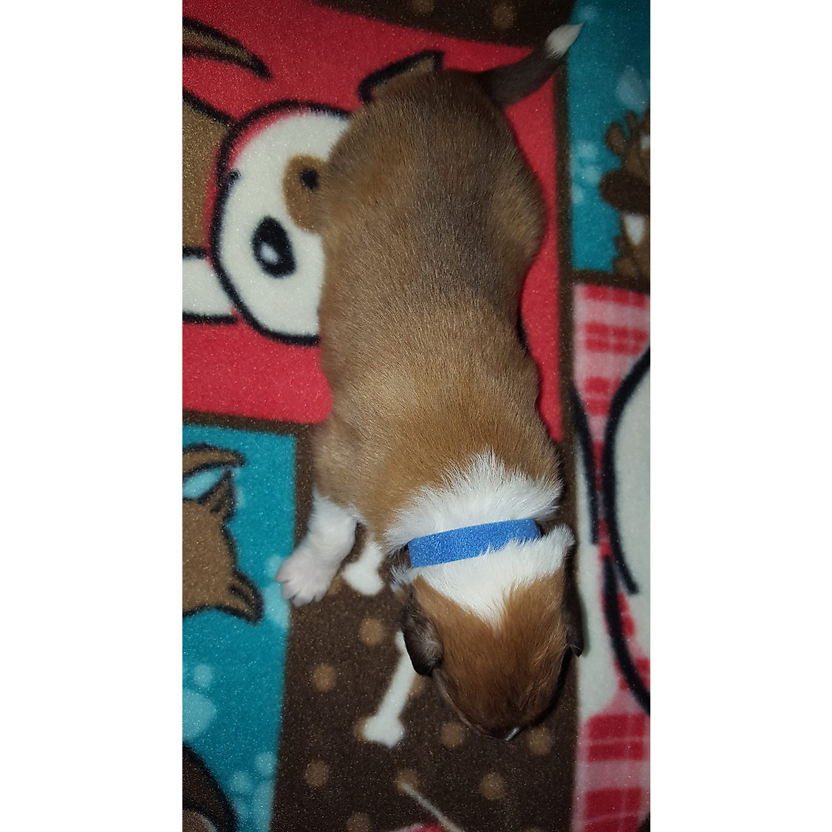 Puppy Express Whelping Kit for up to 12 for Puppies Dogs