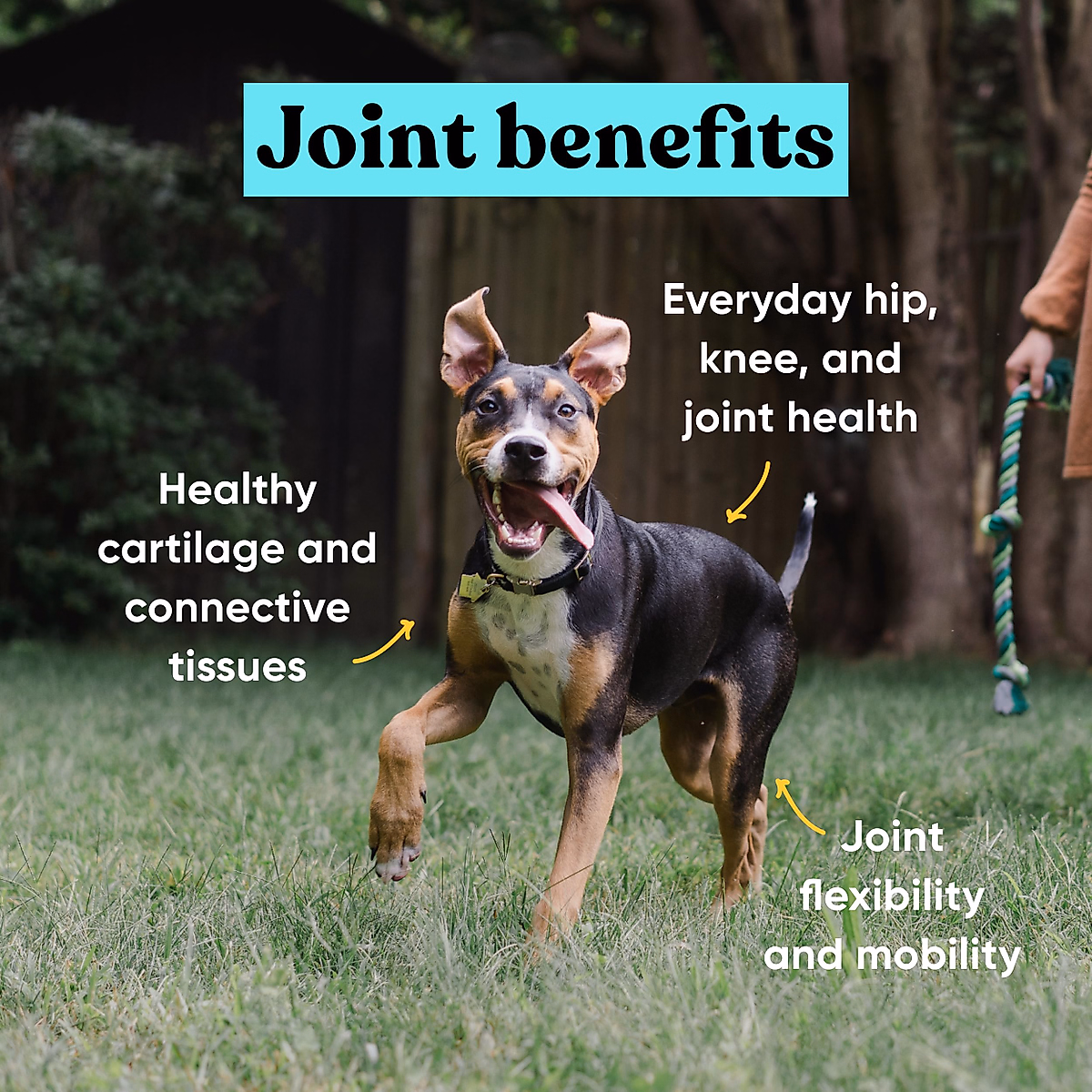 Embark Joint Supplement for Dogs – Glucosamine, Chondroitin, Hip and Joint Supplement, Supports Joint Health– Vet-Formulated with All-Natural Ingredients – 90 Soft Chews for Small and Large Breed Dogs