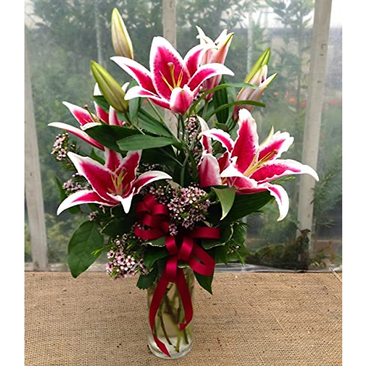 5 Stargazer Lily Bulbs for Planting Perennial, Lily Bulbs for Spring Planting, Lilies Flower Bulbs Outdoors Garden