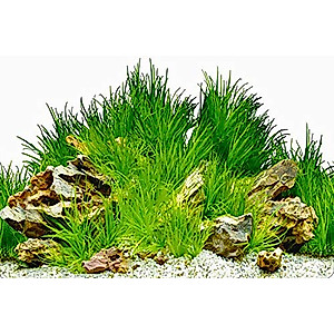 New Grass, Stones, Tree Background Aquarium Background Decoration 25 x 15 inches