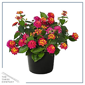 Live Flowering Lantana - Color Mix (2 Plants Per Pack) - Grower's Choice Multi Color Blooms, Healthy Blooming Pollinator, 8" Tall by 5" Wide in 1 Qt Pot