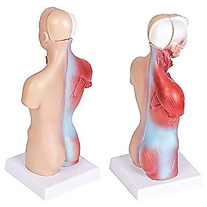 Human Torso Body Model Anatomy Anatomical Medical Internal Organs for Teaching Detachable Educational Medical Science Model New