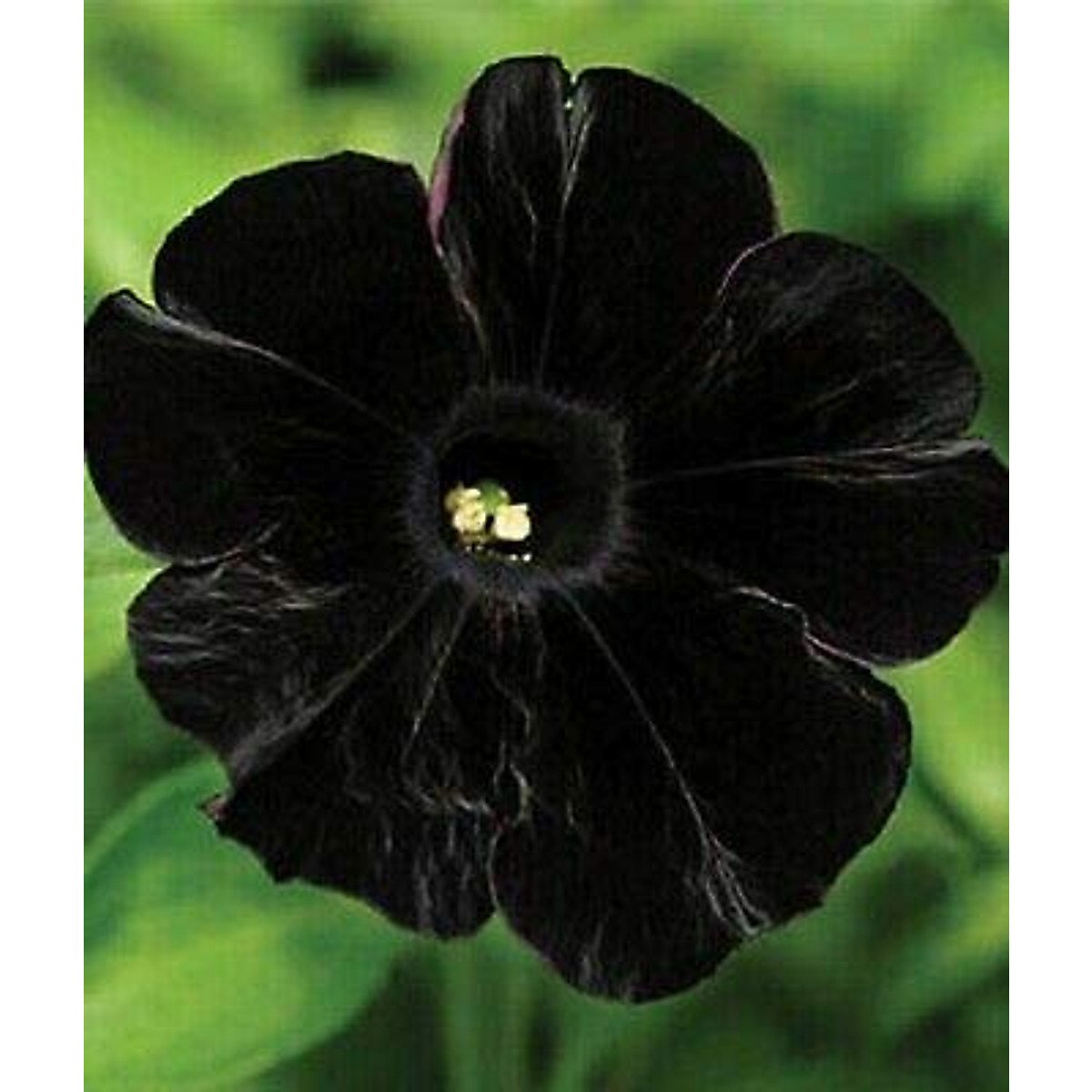 50 Black Petunia Ct per Package, Containers Hanging Baskets Flowers Annual Bloom