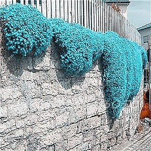 Rainbow Creeping Thyme Plants Blue Rock CRESS Plants - Perennial Ground Cover Flower ,Natural Growth for Home Garden 200 Pcs/Bag - (Color: 12)