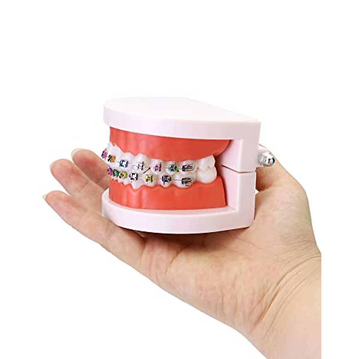 QWORK Typodonts Orthodontics Demonstration Model, Dental Tooth Research Model with Metal Wires and Ceramic Brackets, Teaching Teach Explanation Model for Adults