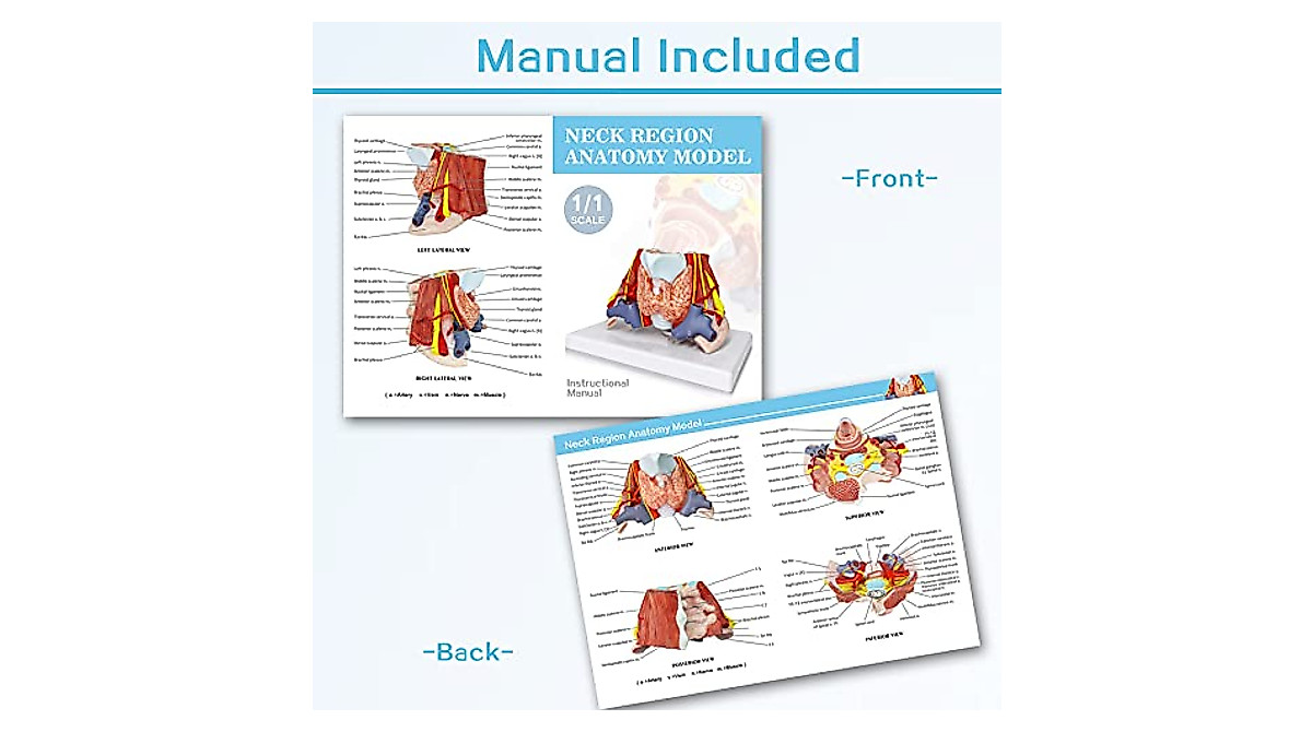 Evotech Human Neck Anatomy Model - Life Size & Detailed