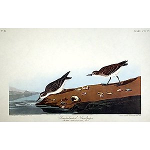 Semipalmated Sandpiper. From"The Birds of America" (Amsterdam Edition)