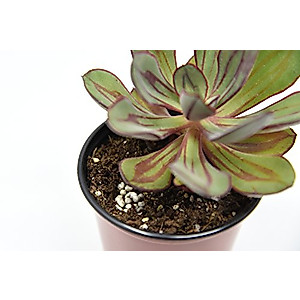 Succulent and Cactus Fertilizer in 5oz. Bag | Long Lasting Gentle Plant Food Formula for All Live Succulents, Cacti, and Other Desert Houseplants