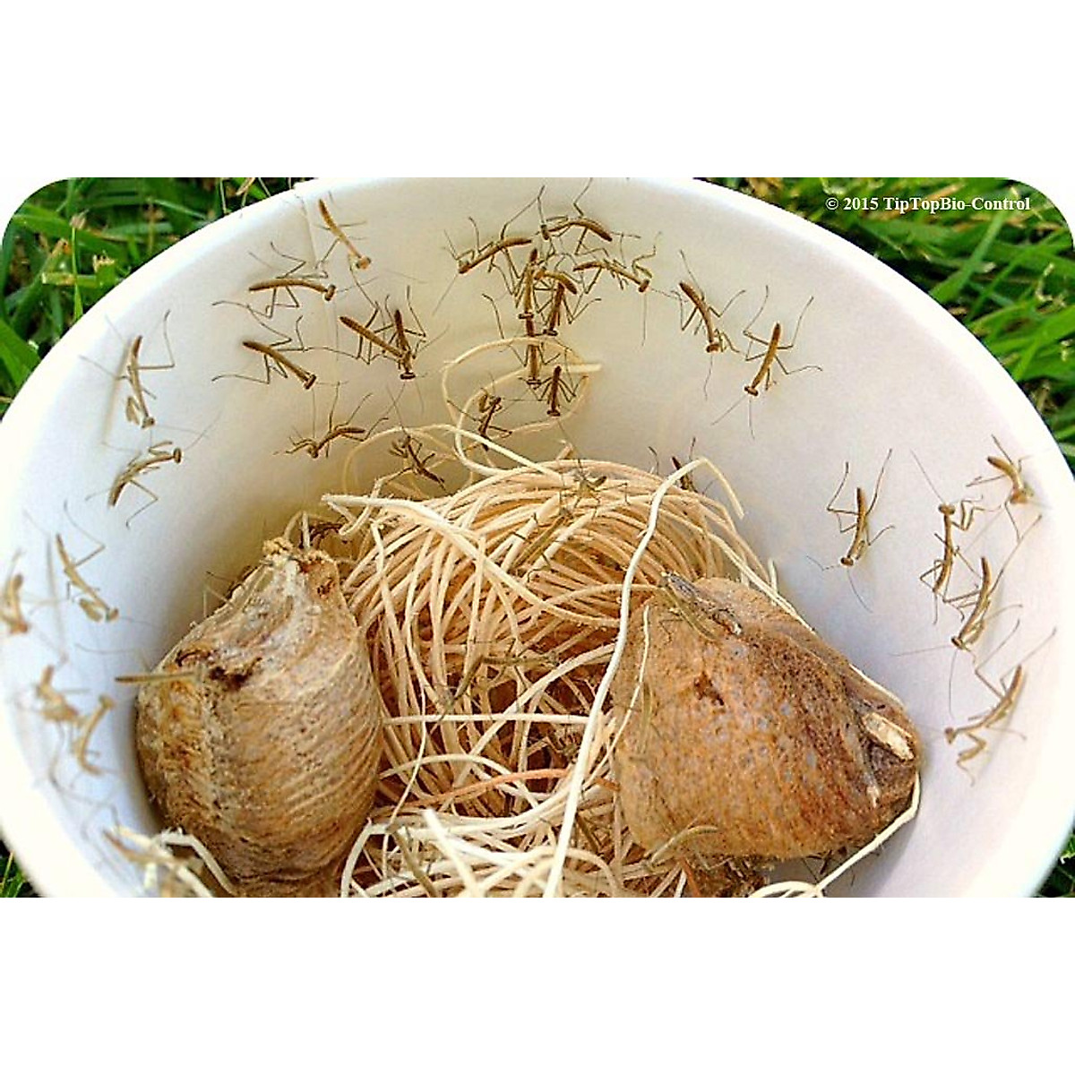 Praying Mantis Egg Case with Hatching Habitat Cup - 2 Praying Mantids Egg Cases