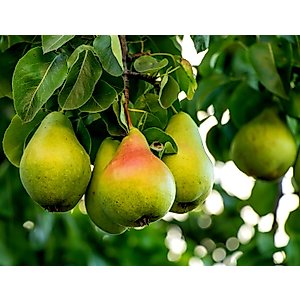 Pear Tree Seeds -20 Seeds - Grow Fresh Pears - Made in USA. Ships from Iowa