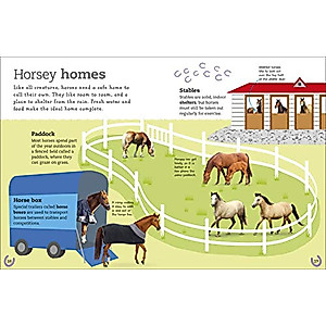 The Everything Book of Horses and Ponies (Everything About Pets)