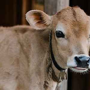 8 Pack Cow Horse Sheep Grazing Copper Bells, Small Metal Brass Bells, Loud Ringing Cowbell Noisemakers, Hanging Jingle Bell for Animal Pet Collar Doors Crafts Christmas Wedding Decor (Bronze)