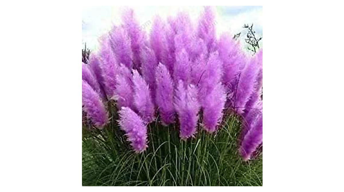 Pampas Grass Seeds - Fast-Growing Heirloom Ornamental Grass for Gardens
