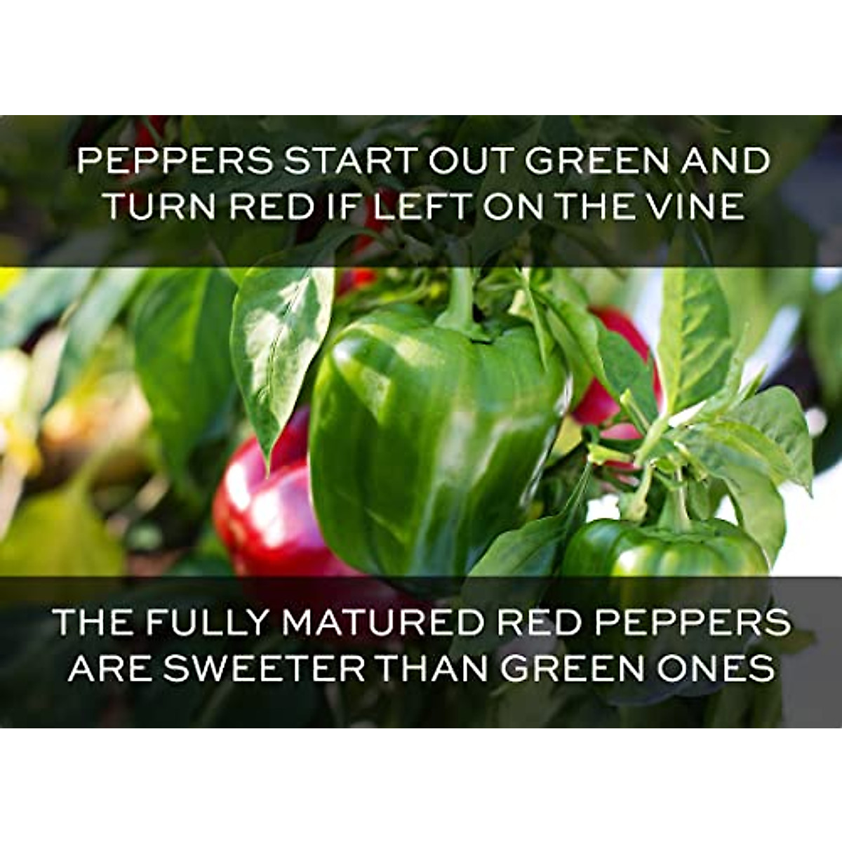 Bell Pepper Seeds for Planting - California Wonder - Heirloom Non-GMO Pepper Seeds for Planting - 100 Seeds - Sweet Pepper Matures from Green to Red by RDR Seeds