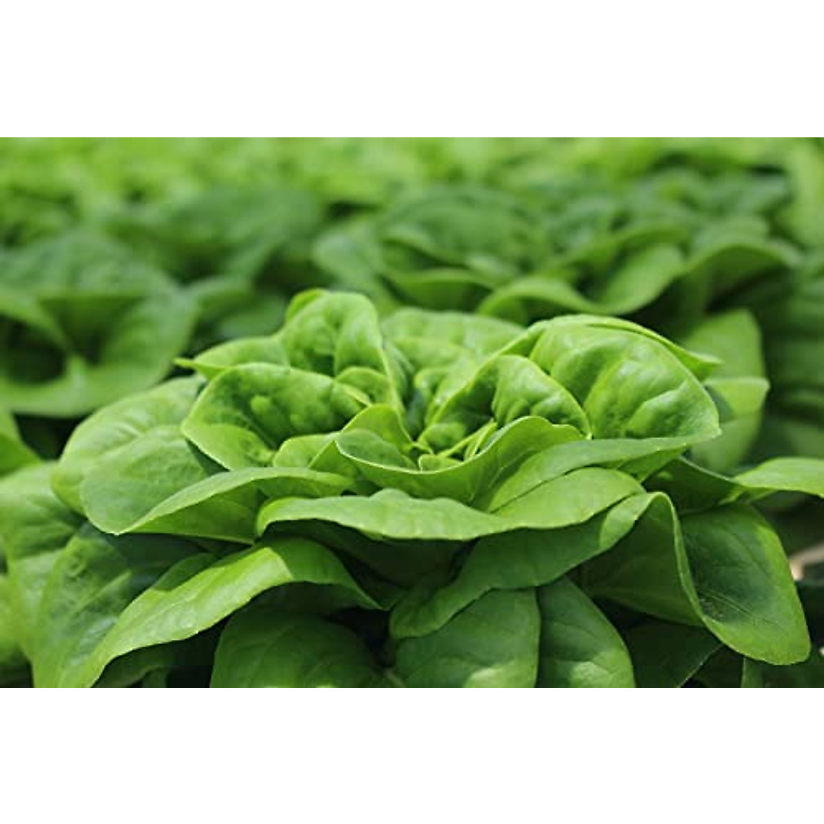 Buttercrunch Butterhead Lettuce Seeds for Planting, 1000 Heirloom Seeds Per Packet, (Isla's Garden Seeds), Non GMO Seeds, Botanical Name: Lactuca Sativa, Great Home Garden Gift