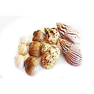 10 Shell Hermit Crab Changing Set - Medium Size (3/4-1 1/4" Opening) - Land Snails, Whales Eyes, Moon Shells, Turbos (Total of 10 Seashells)