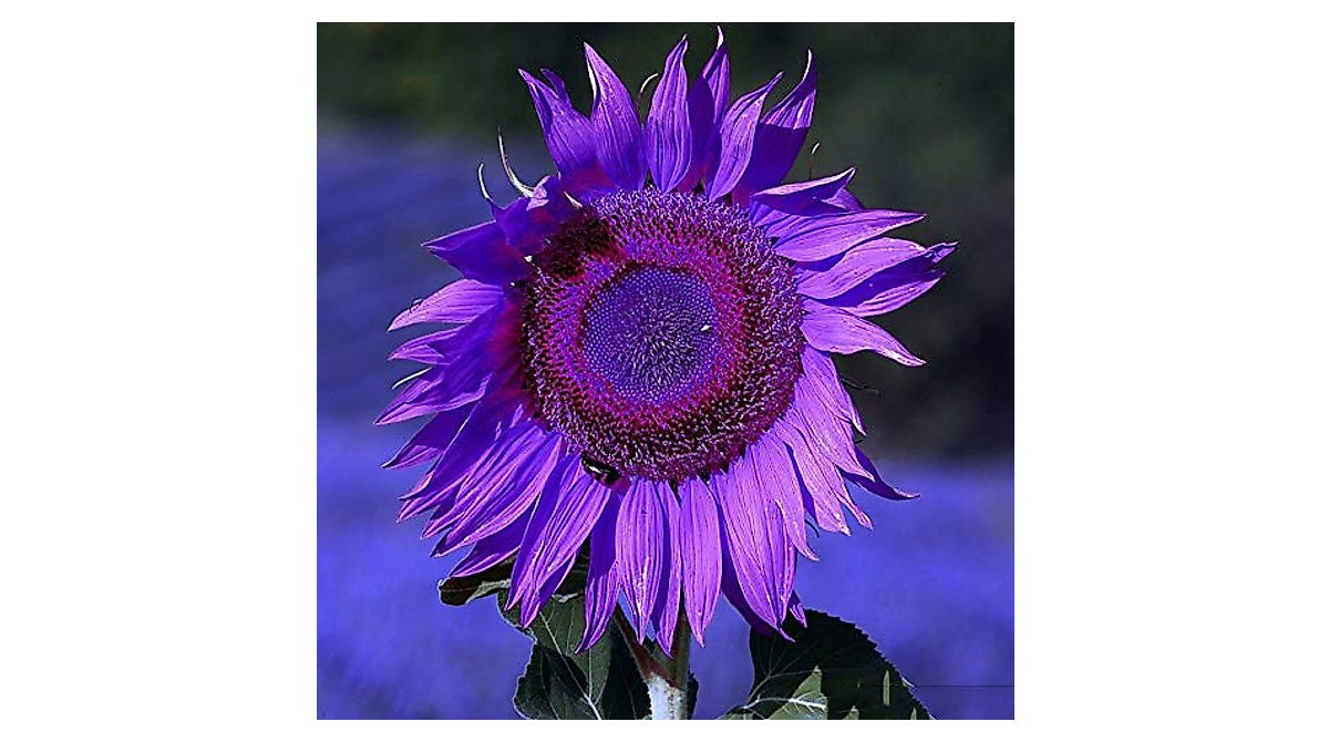 Plant Purple Sunflower Seeds for Garden Decor