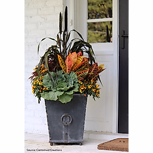 Nature’s Way Farms Croton Petra Live Plant (18-24 in. Tall) in Growers Pot