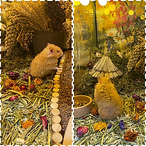 Tfwadmx Hamster Substrate Moss Natural Bedding Habitat Decor for Dwarf Syrian Hamsters Gerbils Mice Degus Bunny or Other Small Animal (Flower & Herb（A）(2PCS))