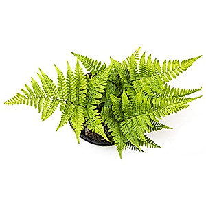 Autumn Fern Plants Live Outdoor Plants, Fern Plant Live Plants Outdoor Live Fern Potting Soil, Landscape Edging Perennial Plants for Shade, Outdoor Plants Live Ferns for Outdoors by Plants for Pets