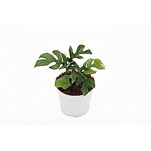 Mini Monstera | 4 inch | Tropical Ambiance