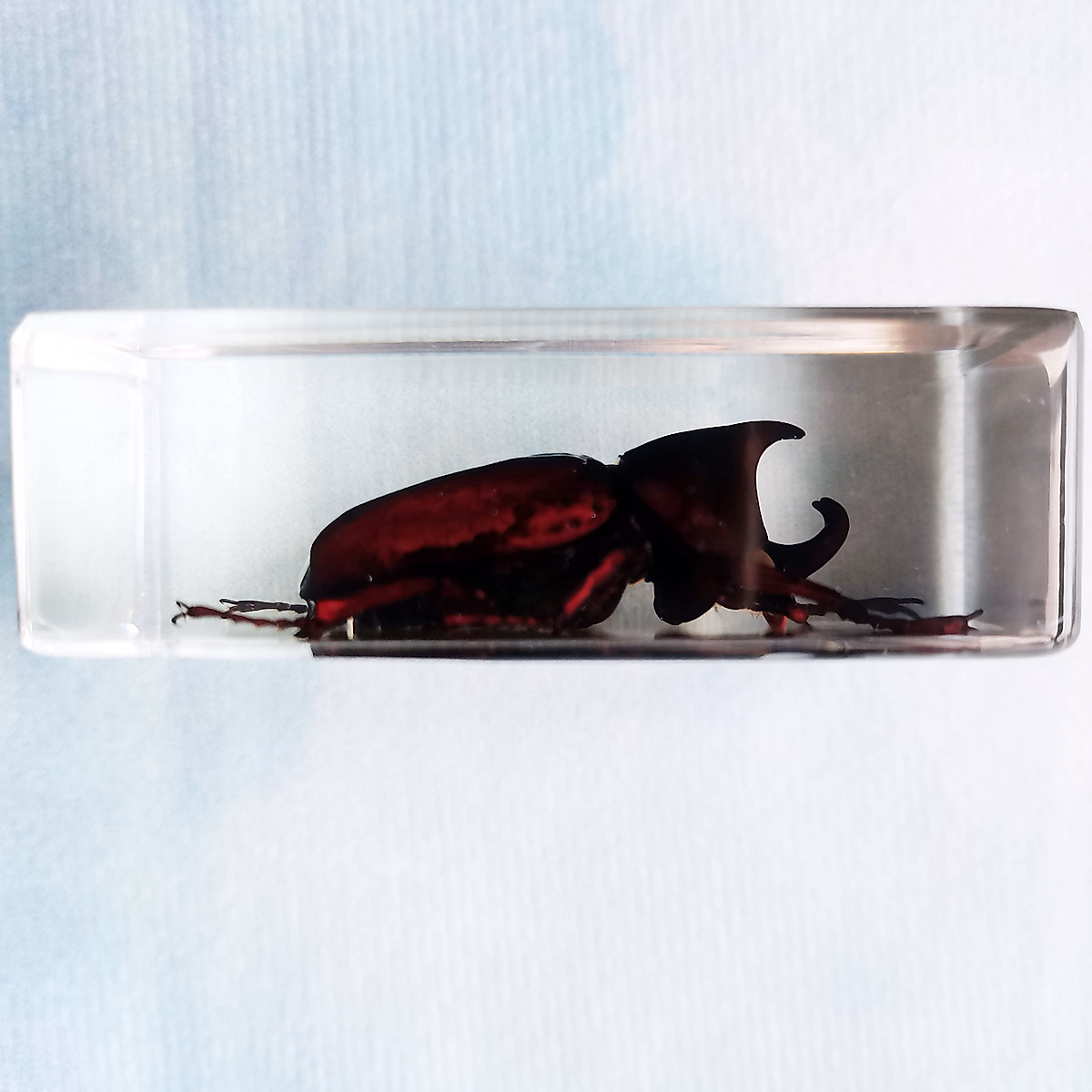 Real Japanese Rhinoceros Beetle Insect Specimens in Resin Paperweight Crafts, Animal Taxidermy Collection for Science Education & Desk Ornament (Japanese Rhinoceros Beetle)