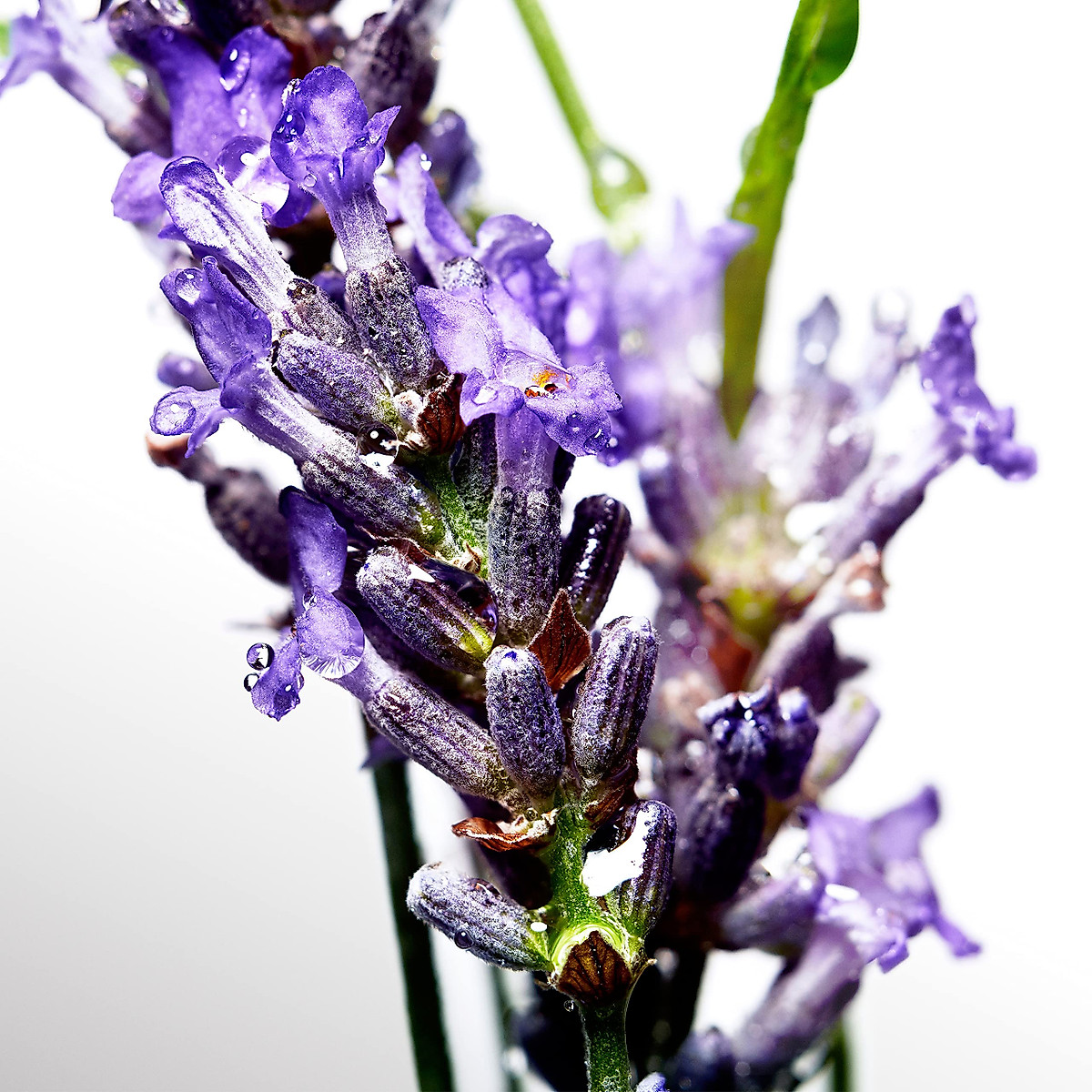 Cool Water By Davidoff For Men, Aftershave,, 2.5-Ounce Bottle