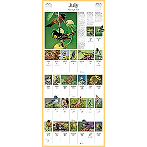 Audubon Songbirds and Other Backyard Birds Picture-A-Day Wall Calendar 2022: Your Daily Sighting of Songsters that Bring Color, Joy, and Sweet Melodies.
