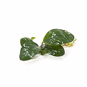 Live Aquarium Plants, Anubias Coffeefolia, Anubias Aquarium Plant, Aquarium Plants Live Fish Tank Decorations, Live Fish Freshwater Aquarium Plants, Terrarium Live Plants, Water Plants By Aquatic Arts