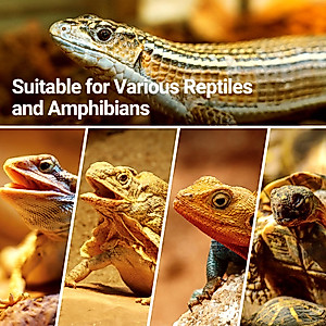 REPTI ZOO 50W Reptile Heat Lamp Bulb,2 Pack Intense Spot Basking Light,UVA Daylight Heating Lamp Bulb for Reptile & Amphibians & Chicken Brooder,Bearded Dragon, Lizard, Tortoise