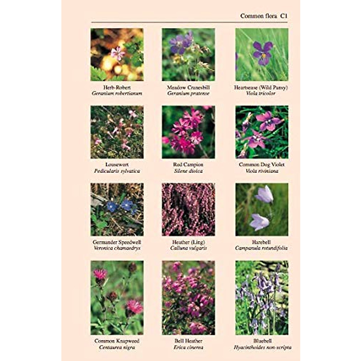 Hadrian's Wall Path: 64 Large-Scale Walking Maps & Guides to 29 Towns & Villages - Planning, Places to Stay, Places to Eat