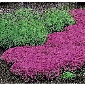 1000 Creeping Thyme Seeds - Thymus Serpyllum- Perennial Ground Cover