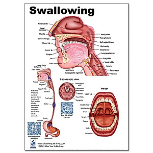 Blue Tree Publishing Swallowing anatomy education With QR Codes to see active animation (A4 laminated chart)