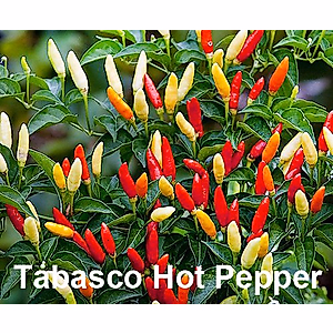 PLEASE READ! THIS IS A MIX!!! 30+ Hot Pepper Mix Seeds, 16 Varieties Heirloom NON-GMO Habanero, Tabasco, Jalapeno, Yellow and Red Scotch Bonnet, Ships from USA! US Grown.
