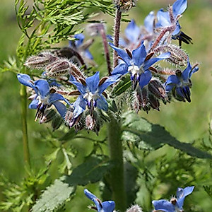 Outsidepride Borago Officinalis Borage Herb Garden Flowering Plants Great for Bee Pollination - 1 OZ