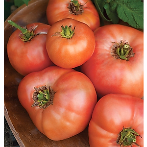 Burpee 'Brandywine', Pink Beefseak Tomato, 90 Non-GMO Seeds
