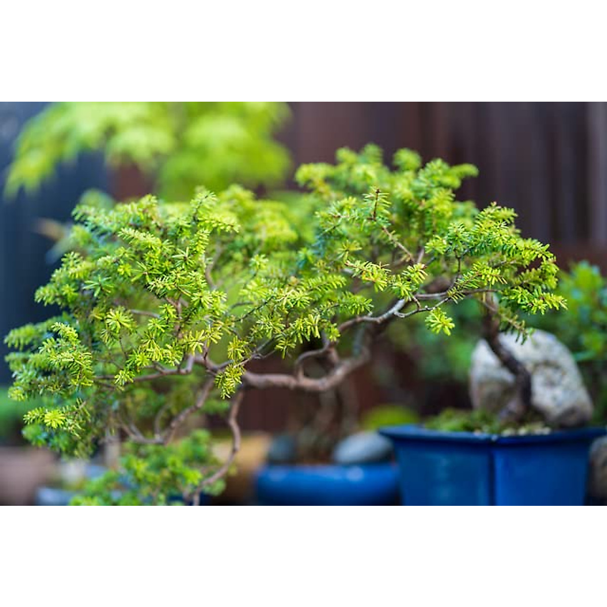 RANSHOU Bonsai Keyhole Saw 4-3/4" Made in JAPAN, Japanese Pruning Saw, Japanese Steel Blade, Wood Handle