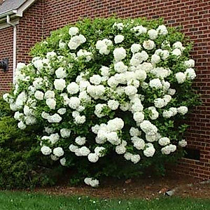Brighter Blooms - Snowball Bush, 3 gal, No Shipping to AZ