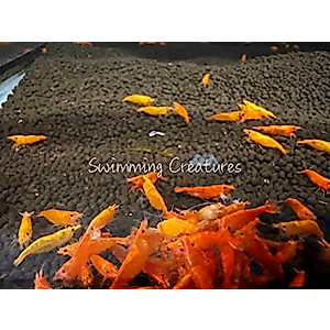 Swimming Creatures 10 Orange Sunkist Neocaridina Freshwater Aquarium Shrimp. Live Arrival Guarantee.