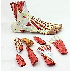 Medical Anatomical Foot Skeleton Model with Ligaments, Muscles, Nerves and Arteries, 9-Part, Life Size, Finest Details