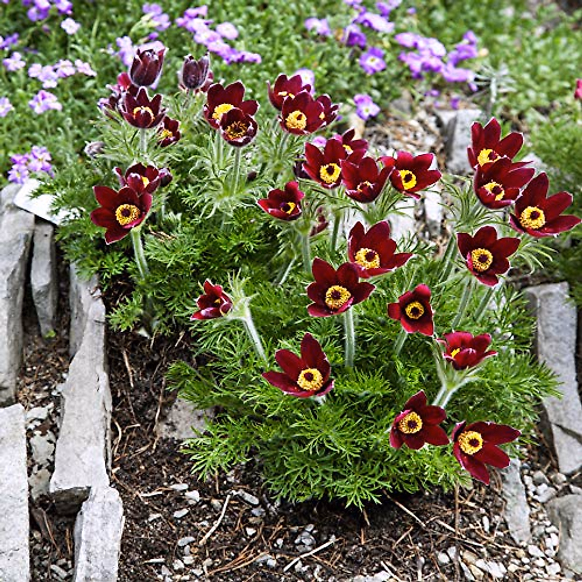 Outsidepride Anemone Pulsatilla Red Pasque Garden Flower Plant Seeds - 500 Seeds