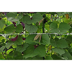 Barbed Wire Roll - Razor Barbed Wire Fence for Outdoor, Repellent and Crafts, 25 feet 18 Gauge 4 Point Barb Wire